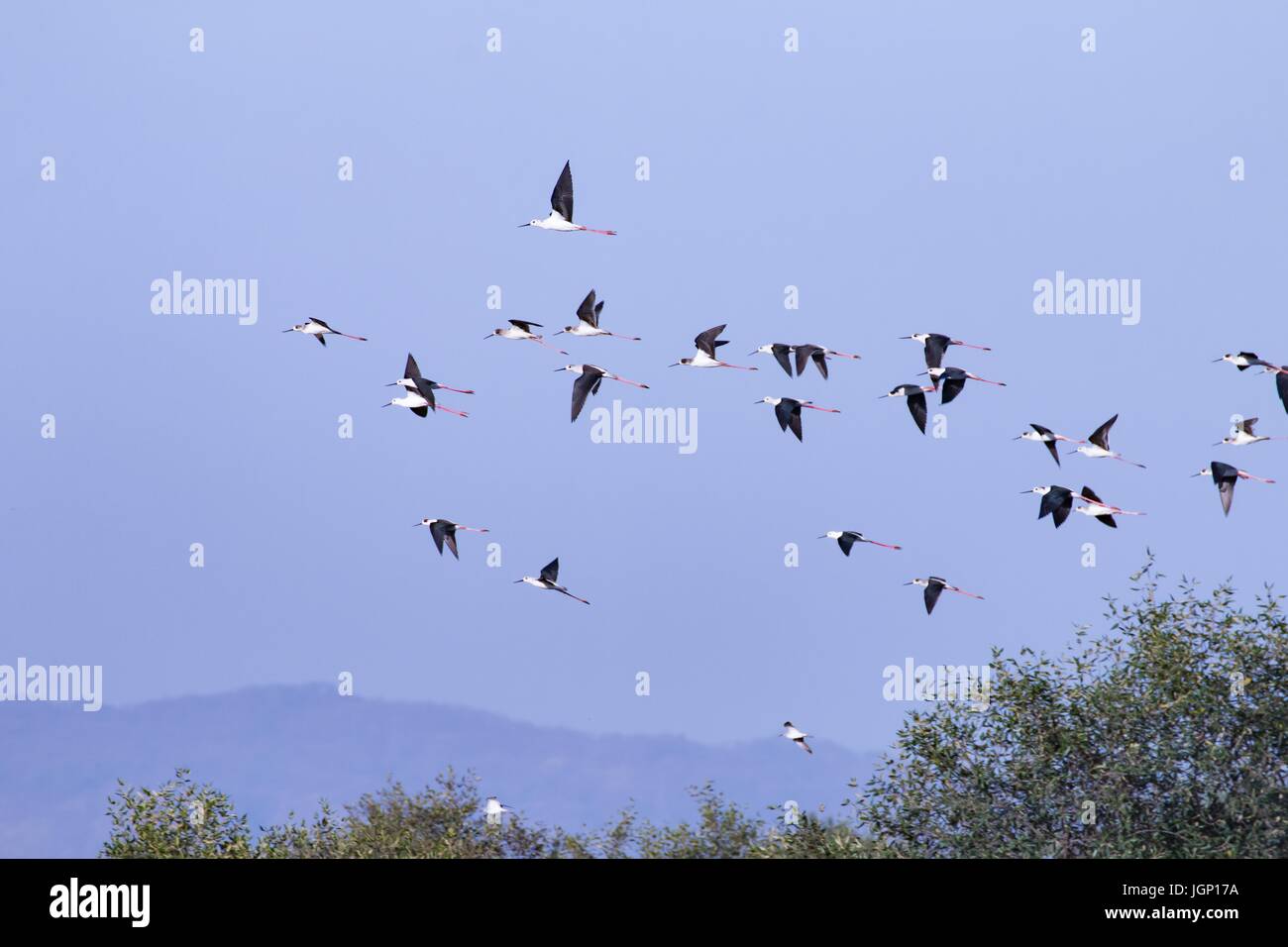 Flying Hans Bird Stock Photo - Alamy