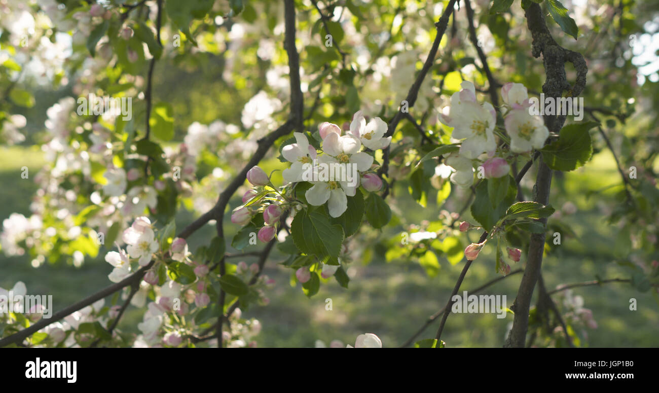 Slow pan shot hi-res stock photography and images - Alamy