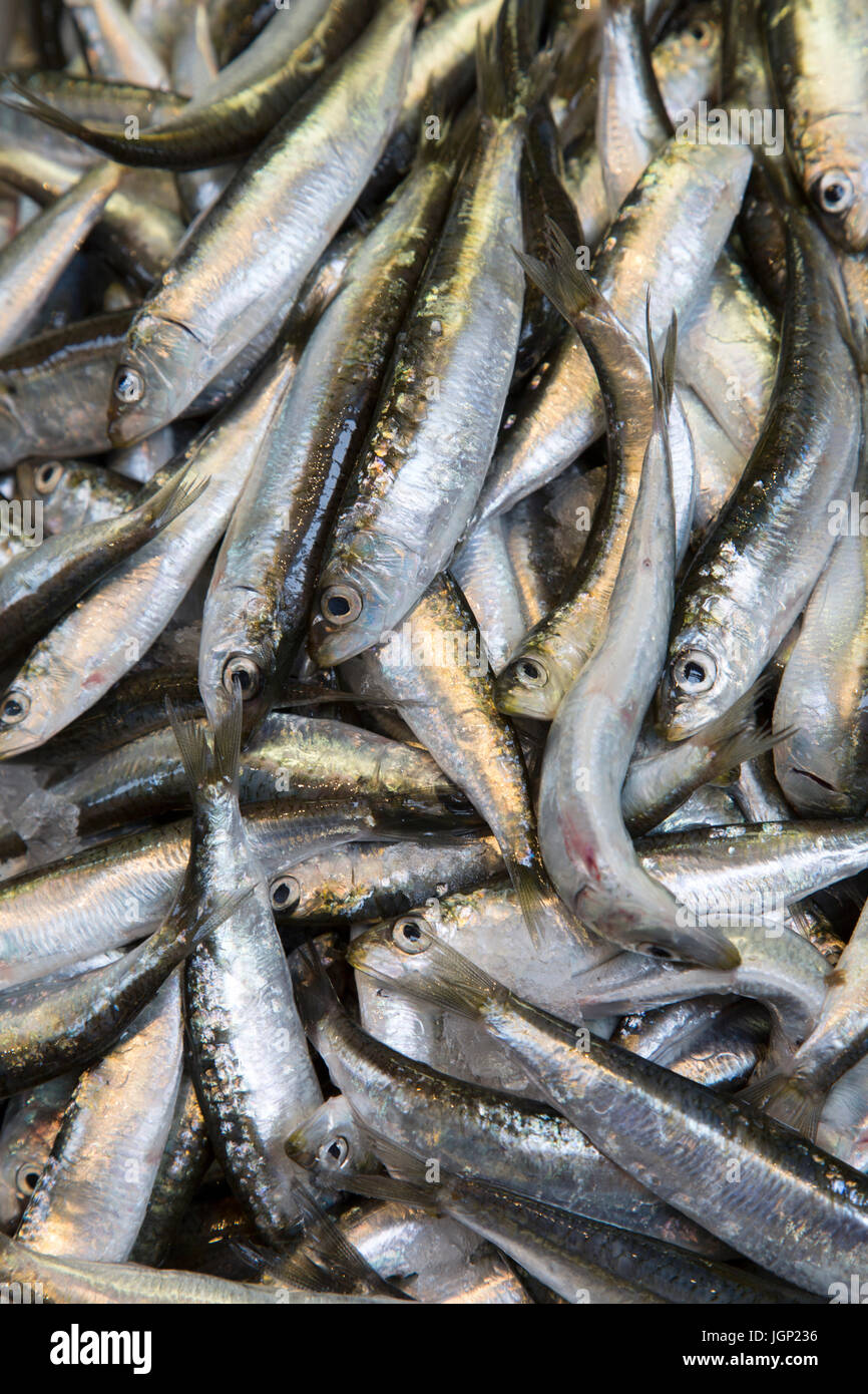 Closeup of Fish for Sale on Market Stall, Bologna; Italy Stock Photo ...