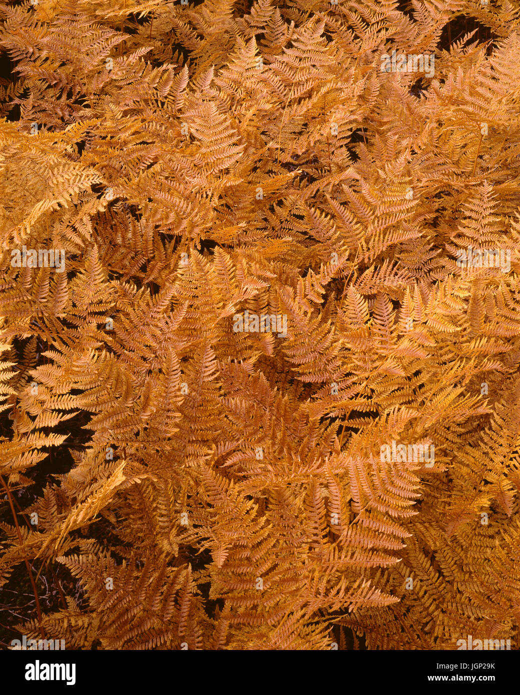 USA, Oregon, Mount Hood National Forest, Bracken ferns display autumn ...