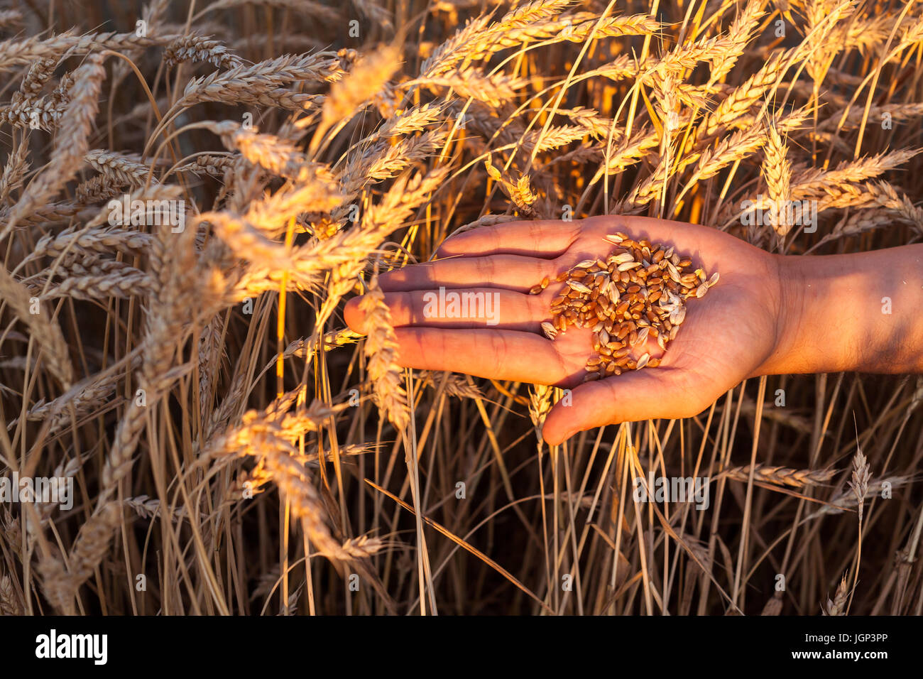 handful of wheat grains in female palm close up on soil background ...