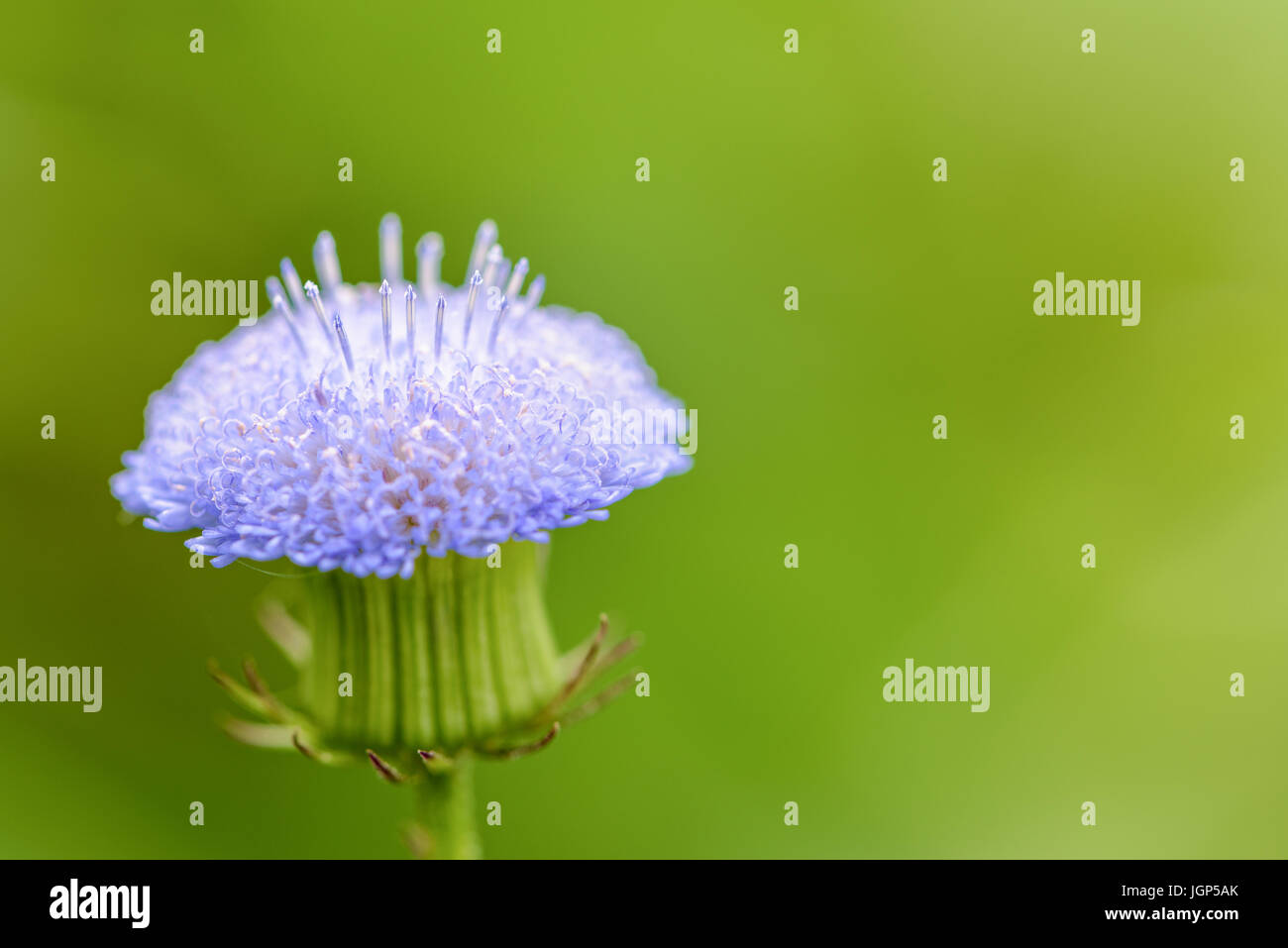 Budding wildflower meadow hi-res stock photography and images - Alamy
