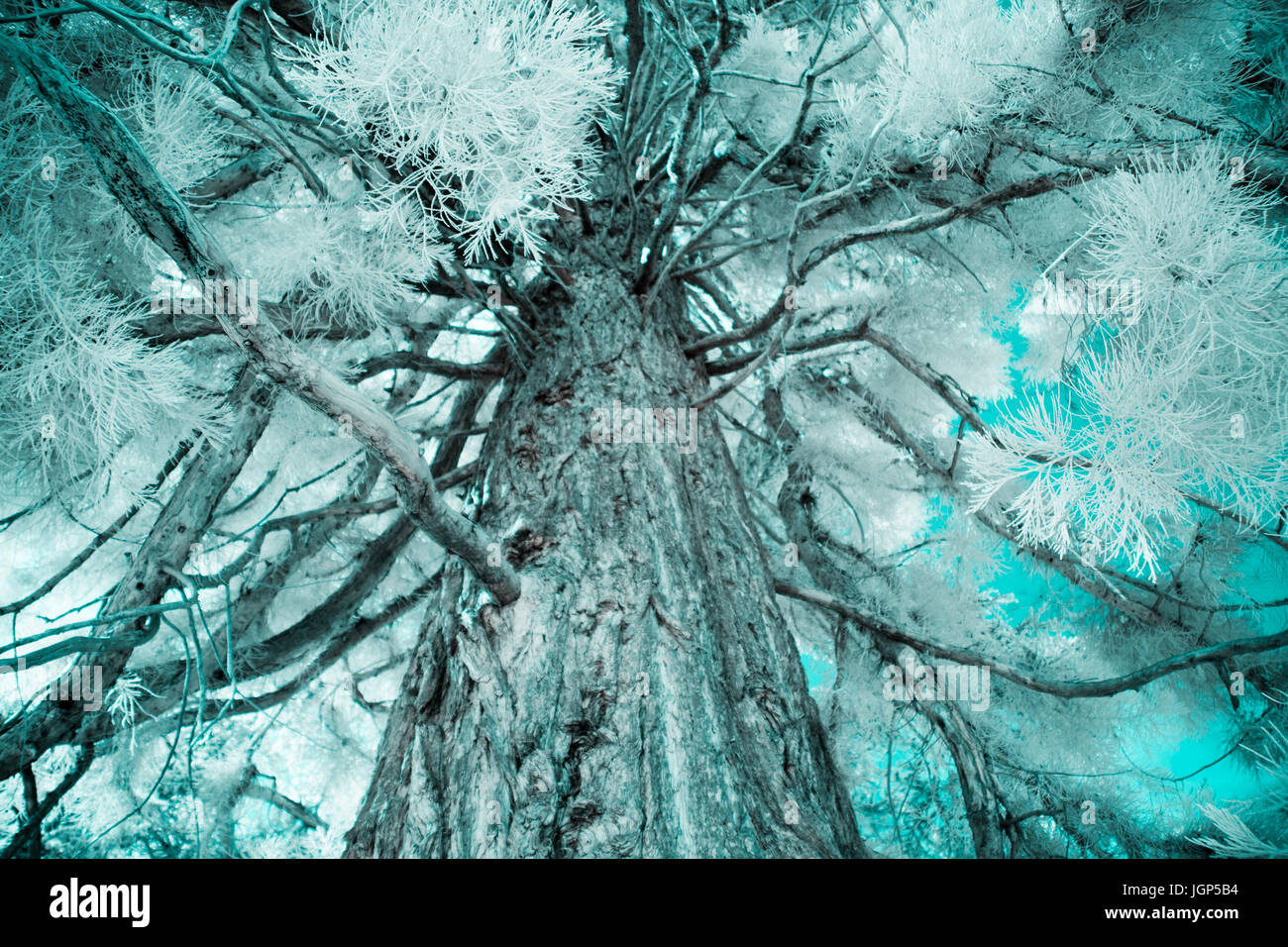 looking up a tree in infrared Stock Photo - Alamy