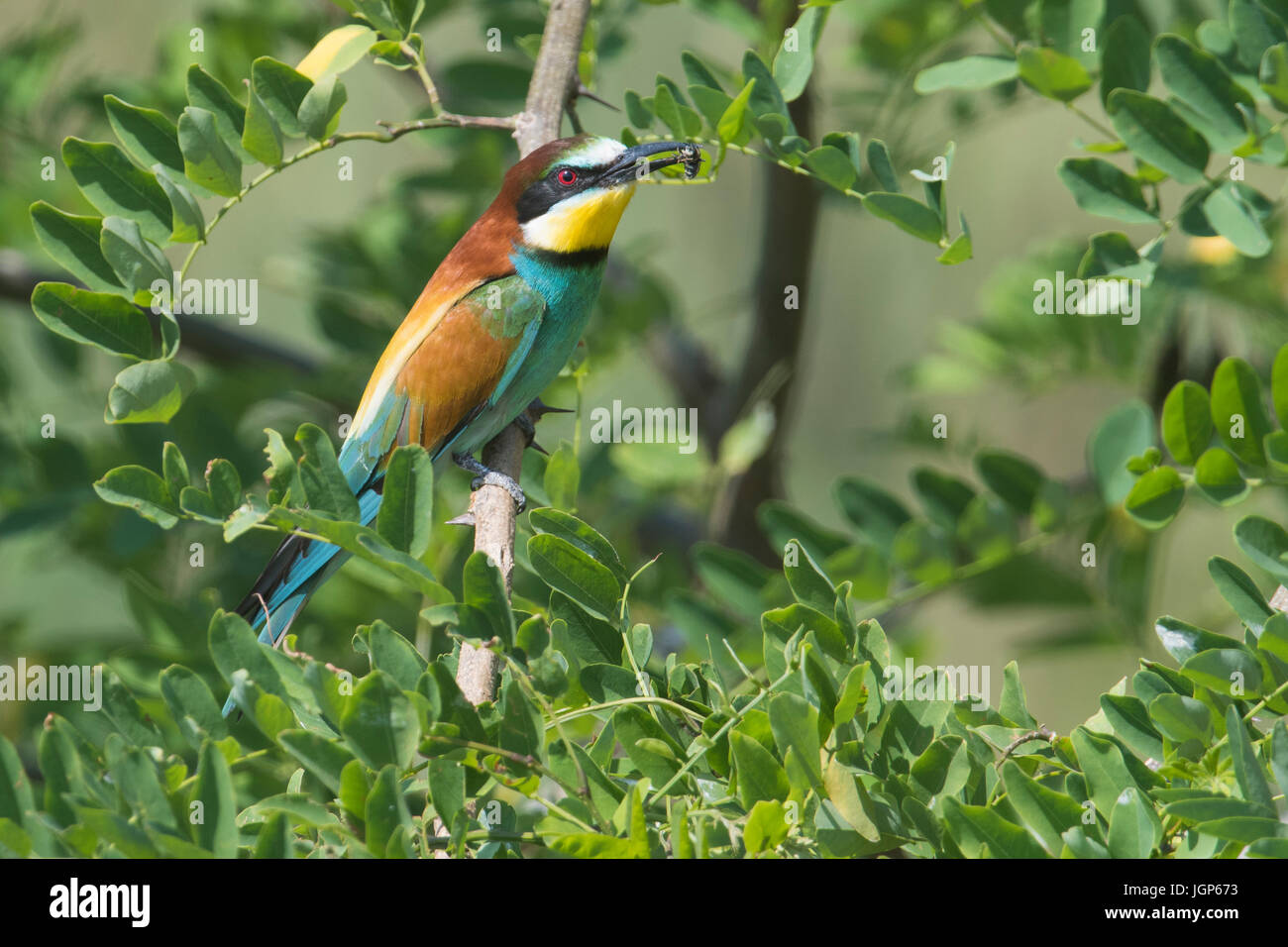 Acacia beetle hi-res stock photography and images - Alamy
