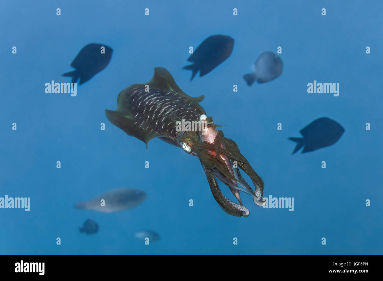 Reef squid hi-res stock photography and images - Alamy