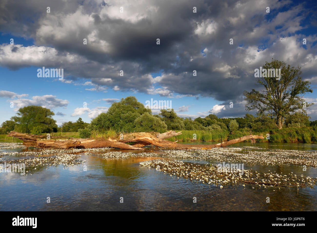 River water-crowfoot (Ranunculus fluitans), river basin near Dessau ...