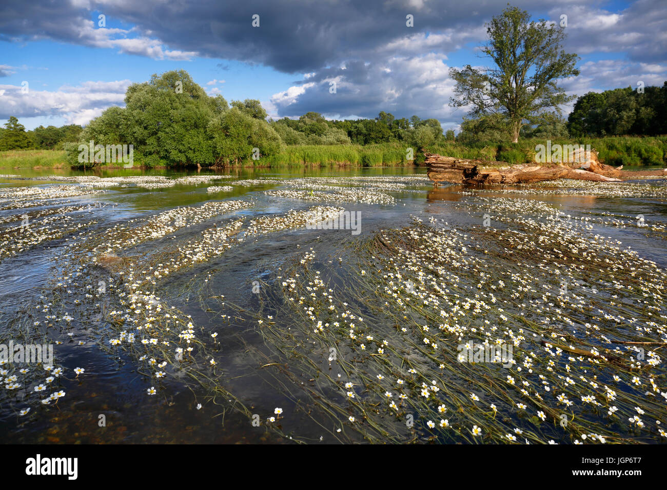 River water-crowfoot (Ranunculus fluitans), river basin near Dessau ...