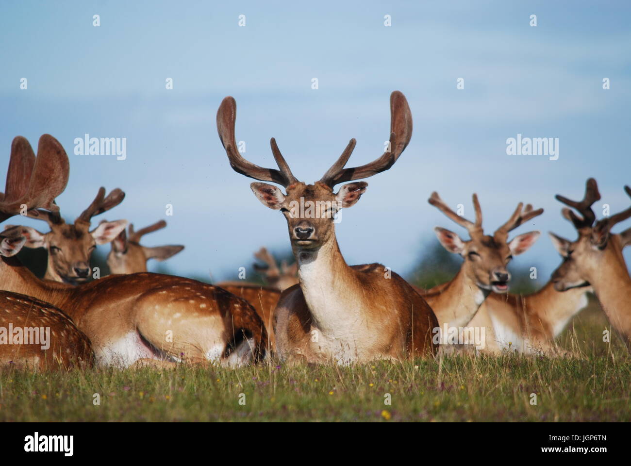 Fallow deer resting Stock Photo - Alamy