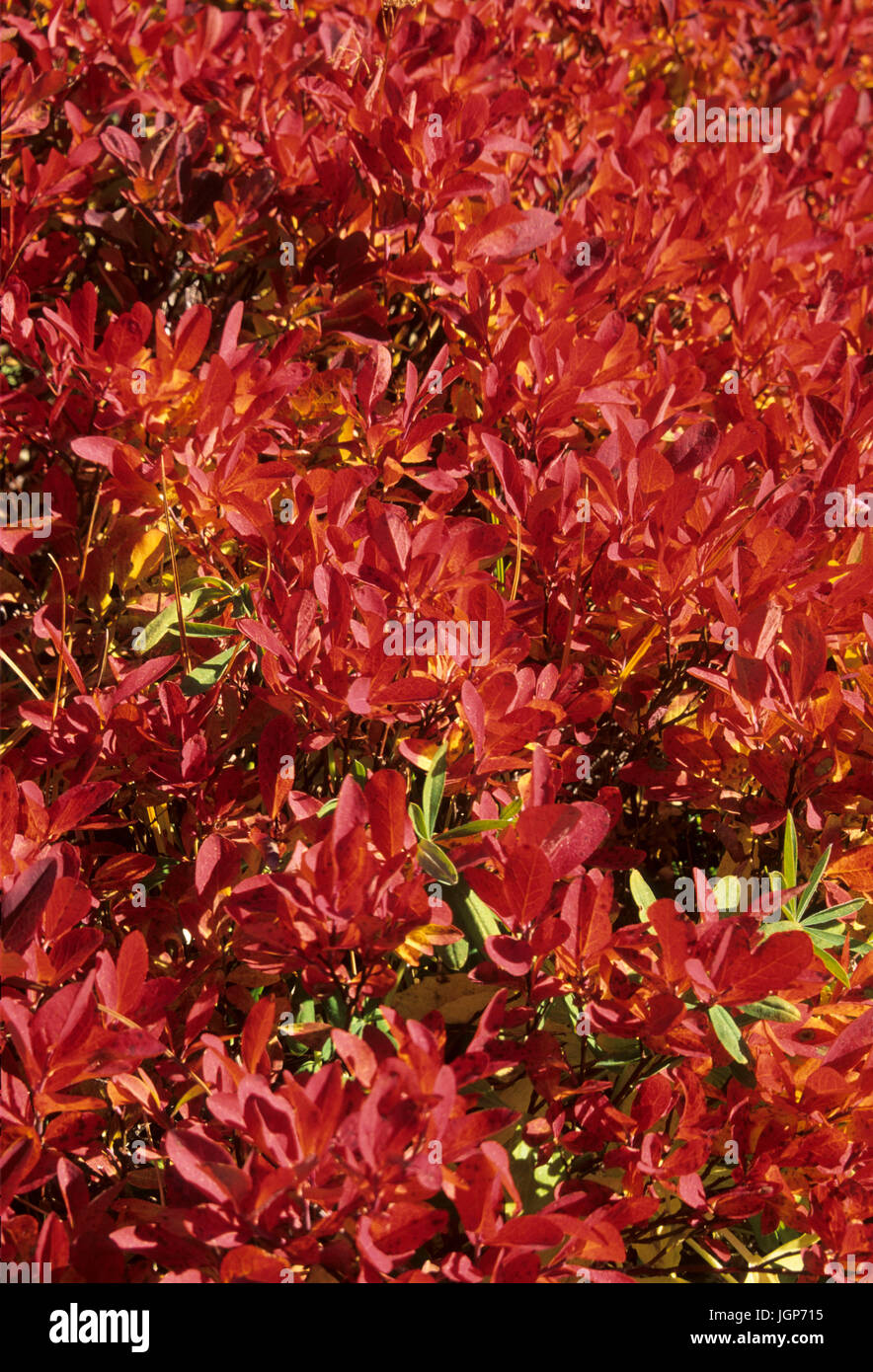 Huckleberry range hi-res stock photography and images - Alamy