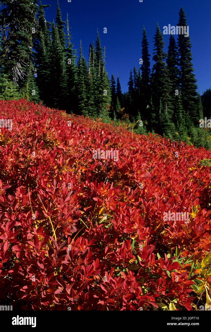 Huckleberry & fir at Paradise, Mt Rainier National Park, Washington ...