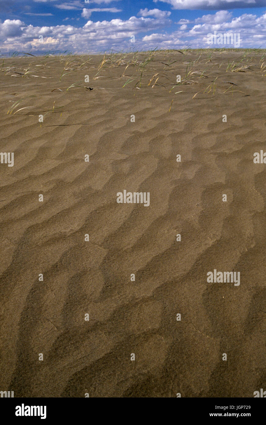 Dune, Juniper Dunes Wilderness, Washington Stock Photo - Alamy