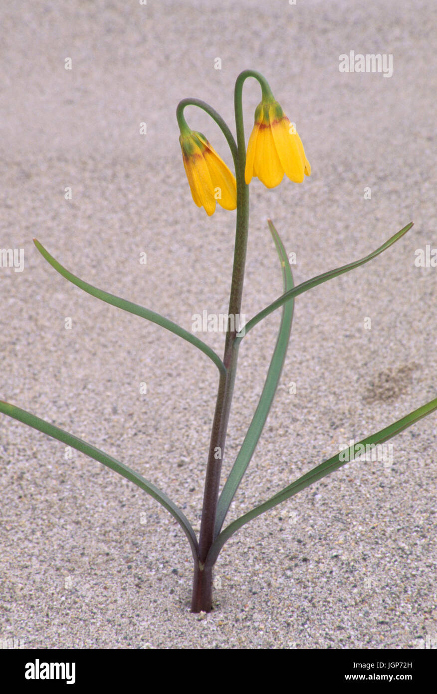 Bell basin hi-res stock photography and images - Alamy
