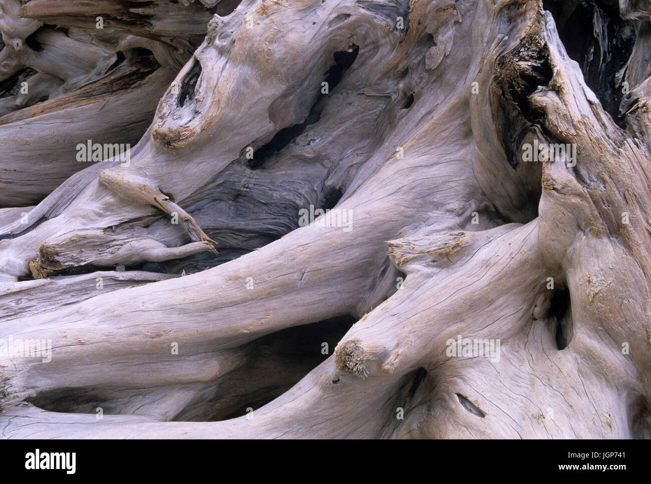 Log roots on Oil City Beach, Olympic National Park, Washington Stock ...