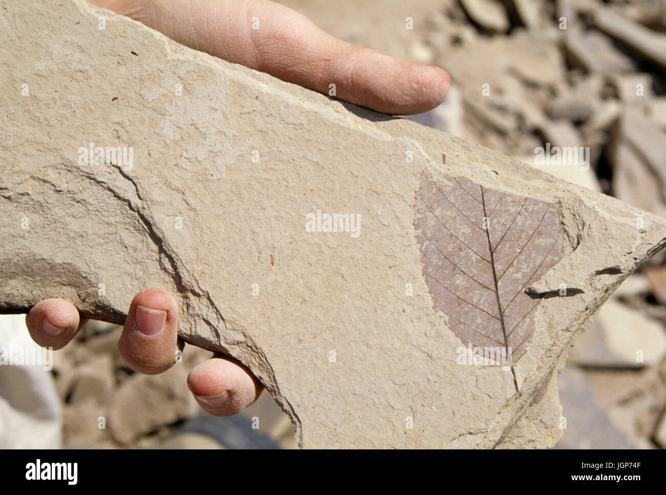 Stonerose hi-res stock photography and images - Alamy