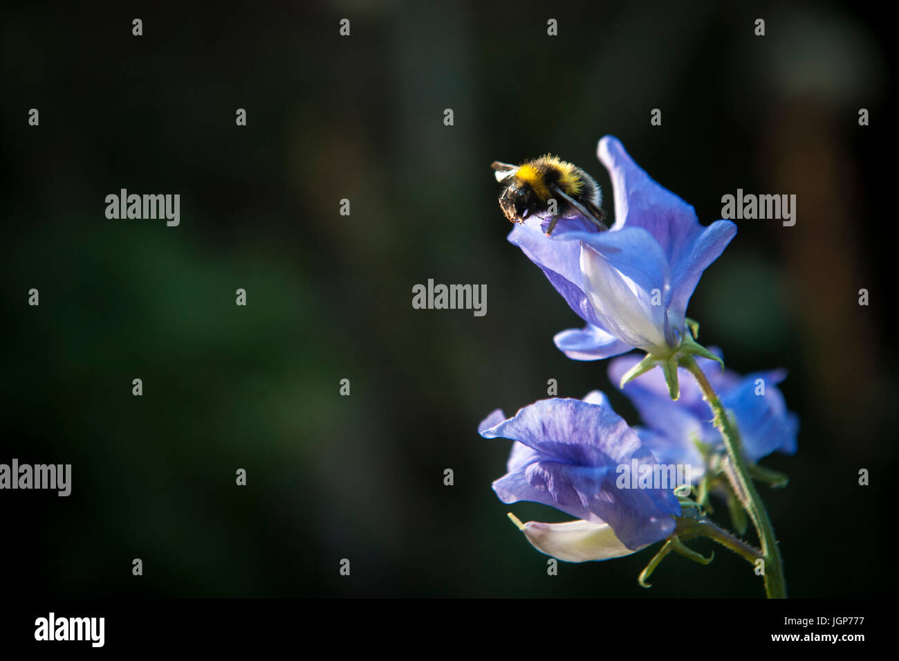 English pea flower bee hi-res stock photography and images - Alamy