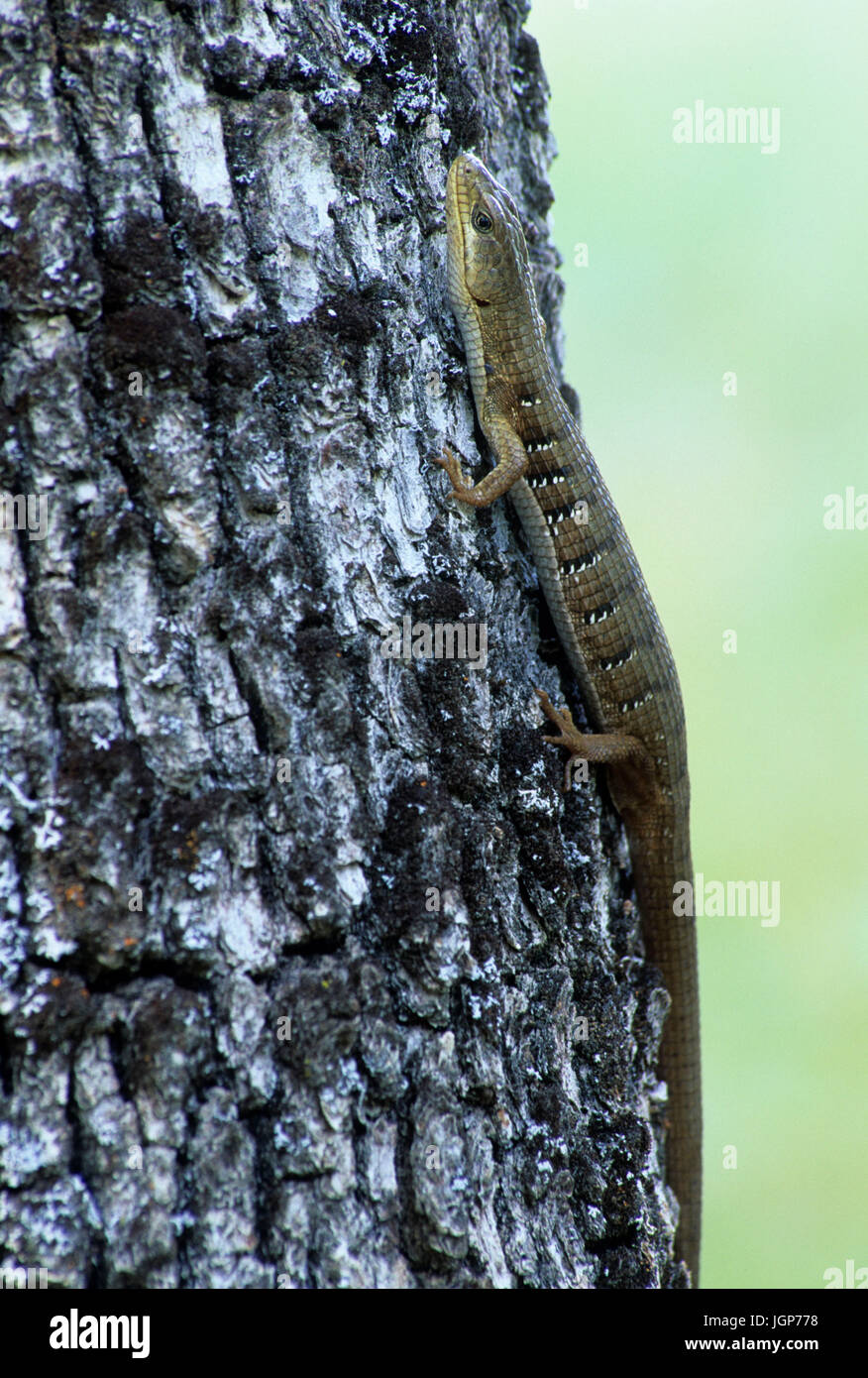Alligator lizard, Klickitat Wildlife Area, Washington Stock Photo - Alamy