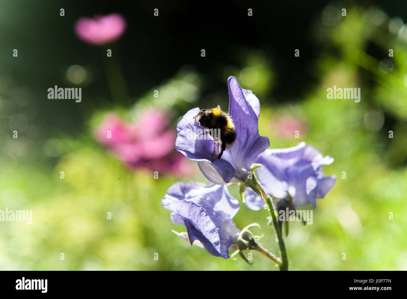 A bumble bee on a flower in an English garden Stock Photo - Alamy