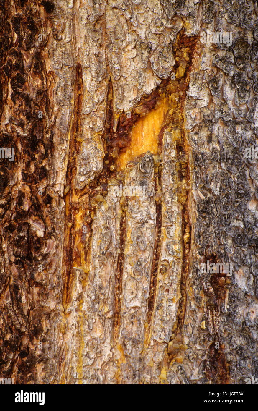 Claw marks hi-res stock photography and images - Alamy