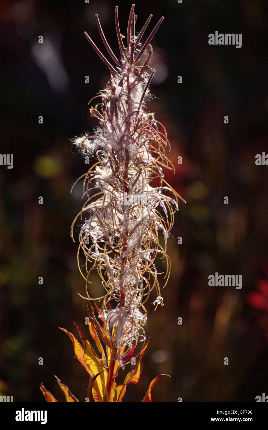 Fireweed angustifolium seed hi-res stock photography and images - Alamy