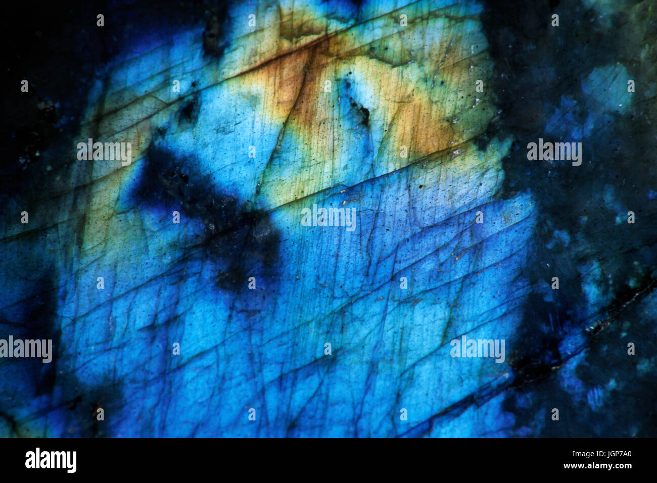 Labradorescence hi-res stock photography and images - Alamy