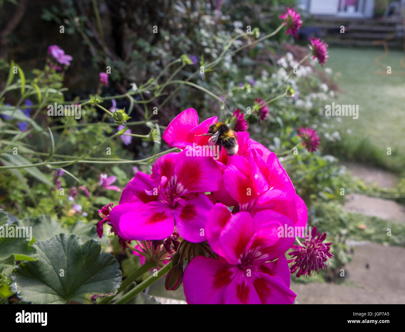A bee on a geranium in a London garden Stock Photo - Alamy