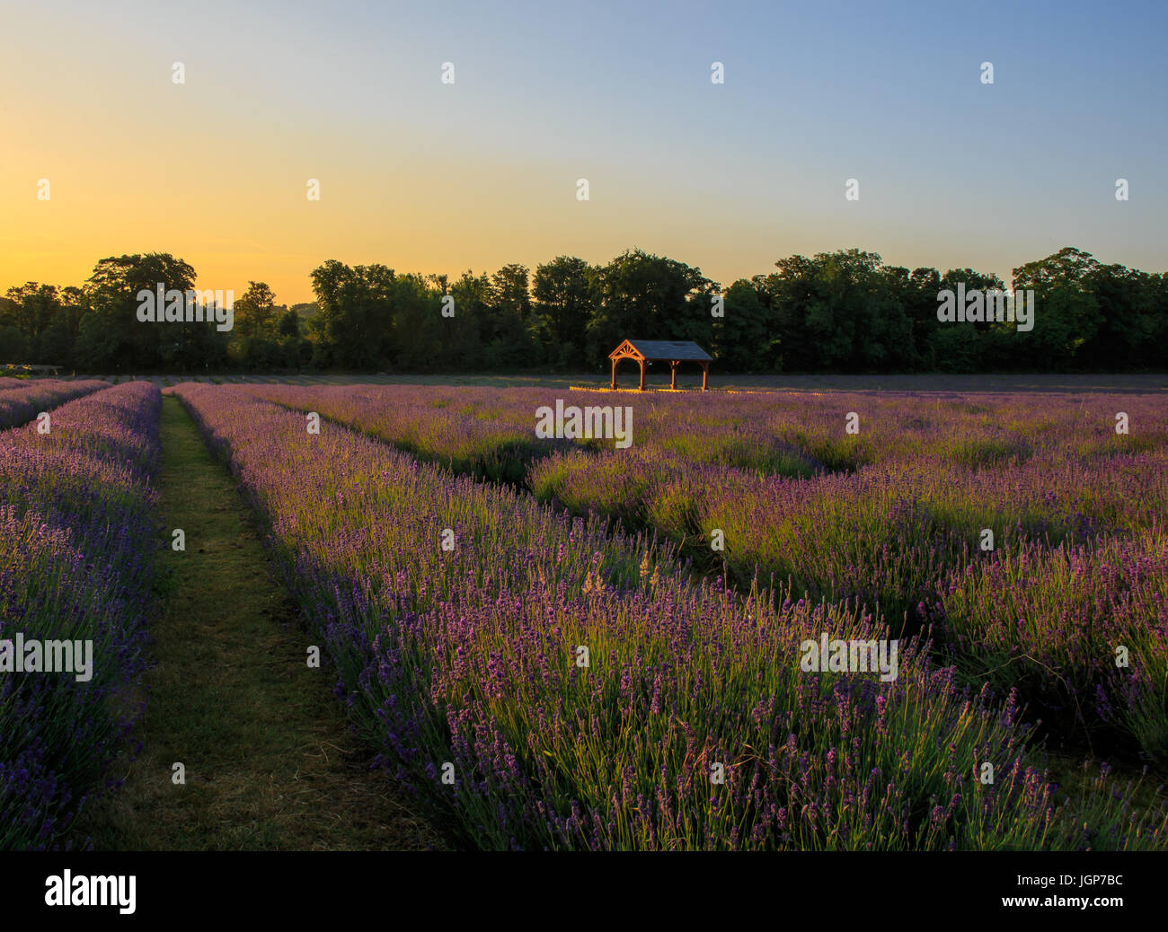 Lavender fields in golden light Stock Photo - Alamy