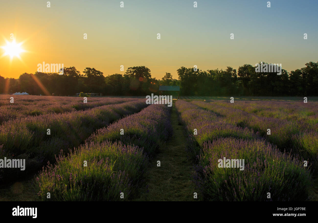 Lavender fields in golden light Stock Photo - Alamy