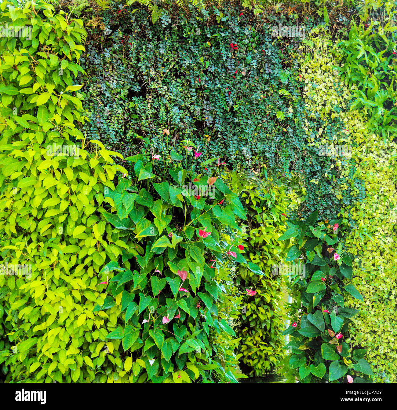 Green various creeper fern and lush plant on wall. Nature and ...