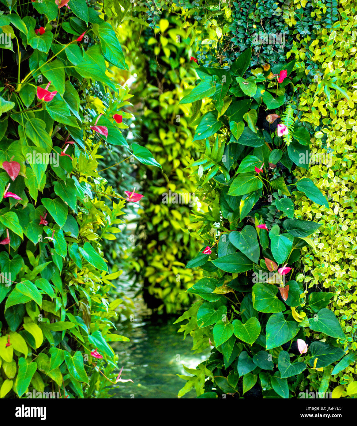 Green various creeper fern and lush plant on wall. Nature and ...