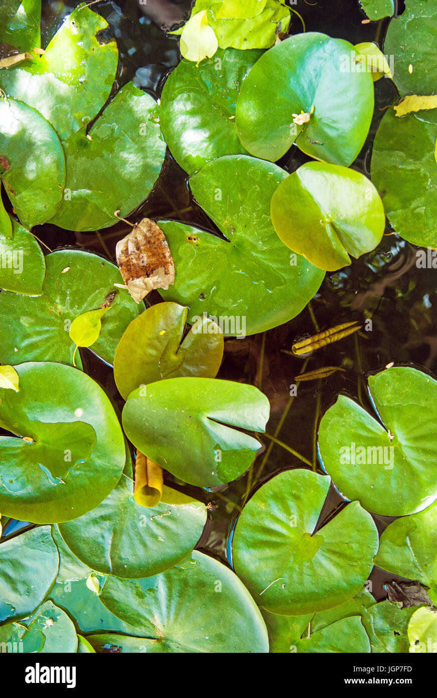 Rain drops on lily pads hi-res stock photography and images - Alamy