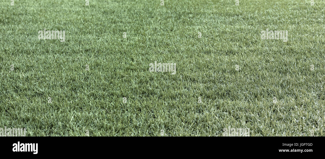The dry green grass and the dry grass summer fields straw Stock Photo ...