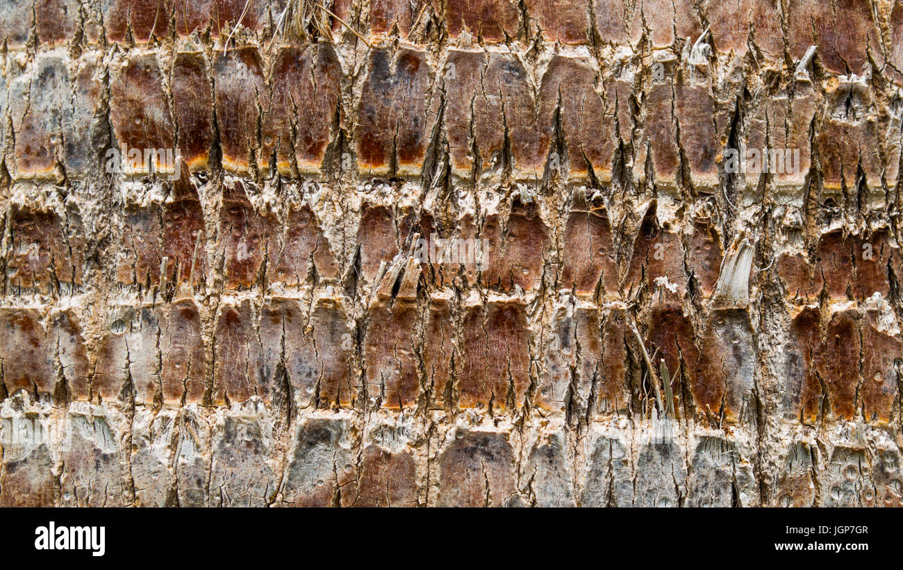background texture palm tree trunk bark Stock Photo - Alamy