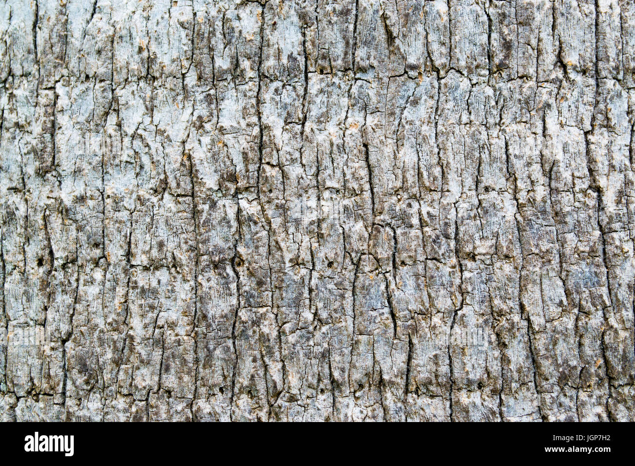 background texture palm tree trunk bark Stock Photo - Alamy