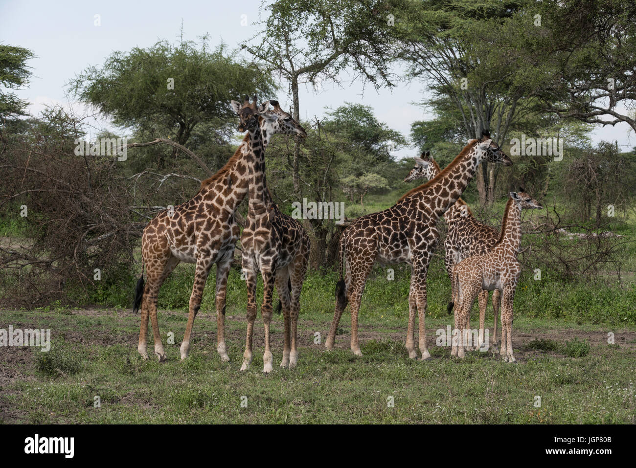 Giraffe family group, Tanzania Stock Photo - Alamy