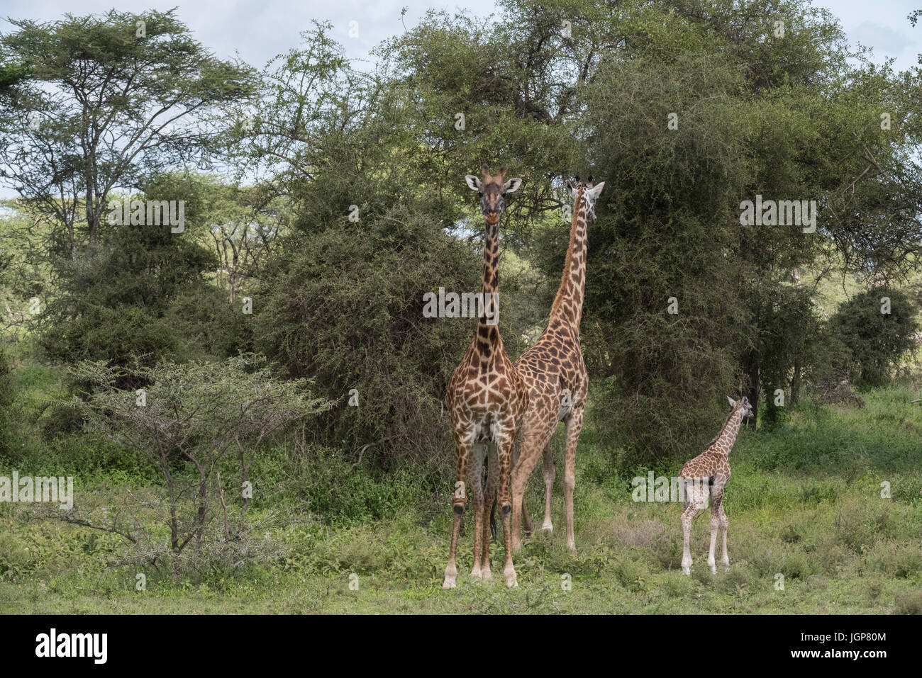 The giraffe family hi-res stock photography and images - Alamy