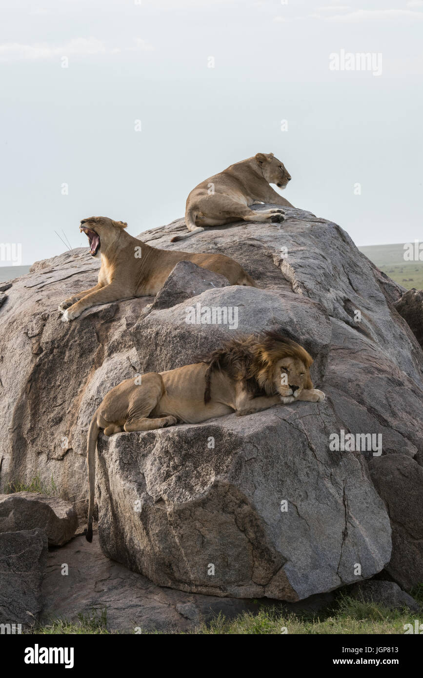 Male lion and lionesses on kopje, Serengeti National Park, Tanzania ...