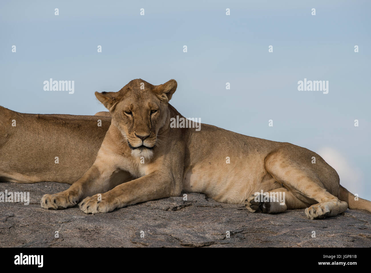 Resting lions hi-res stock photography and images - Alamy