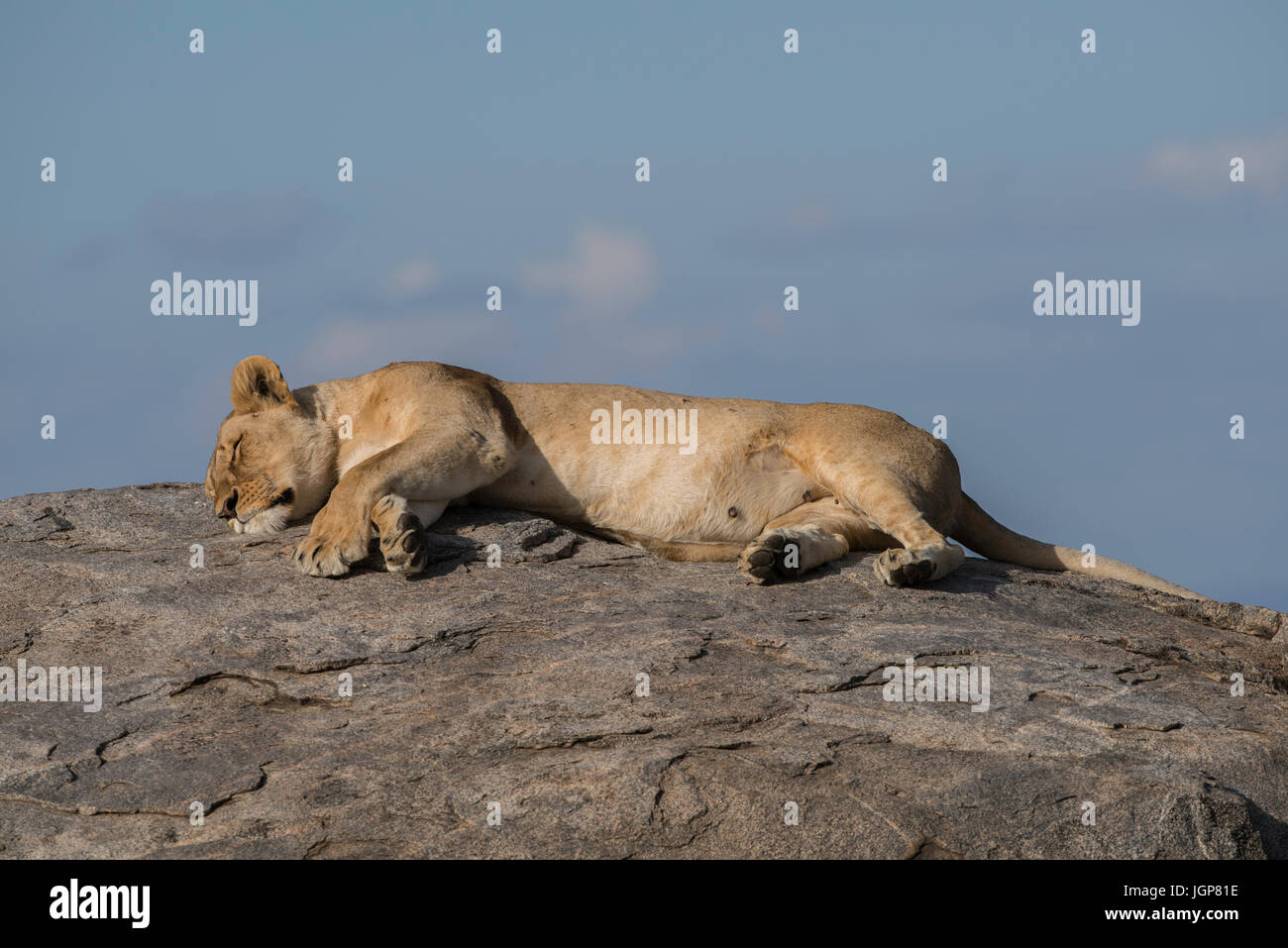 Resting lions hi-res stock photography and images - Alamy