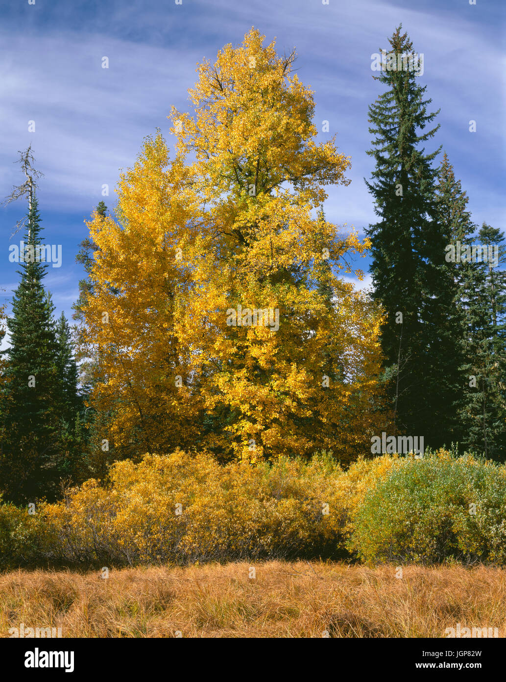 USA, Oregon, Willamette National Forest, Willows and black cottonwood ...