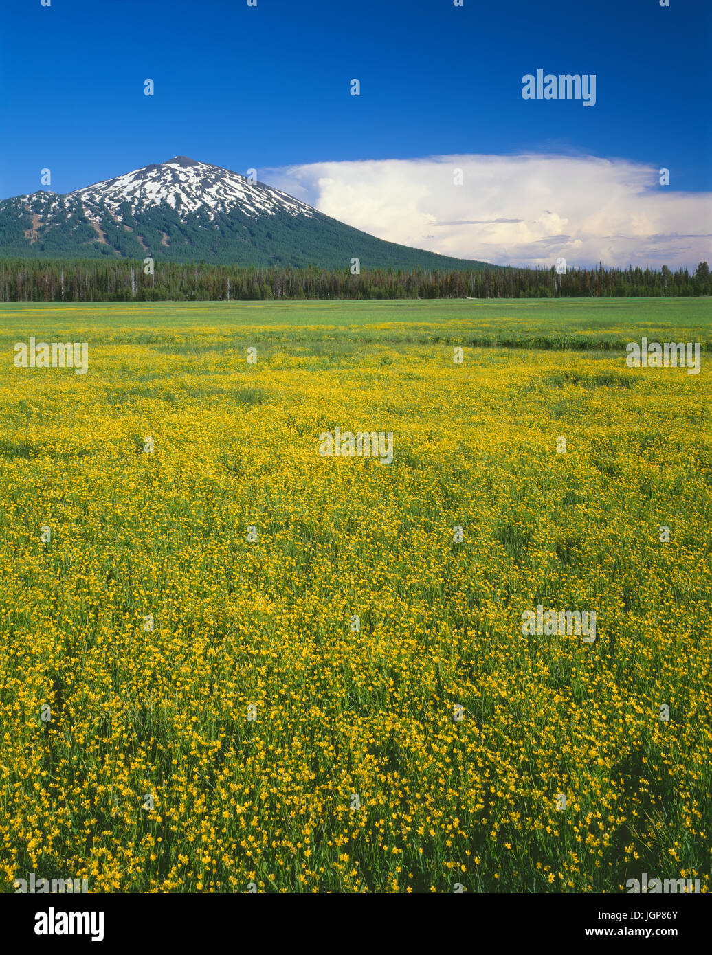 USA, Oregon, Deschutes National Forest, Mount Bachelor rises above ...