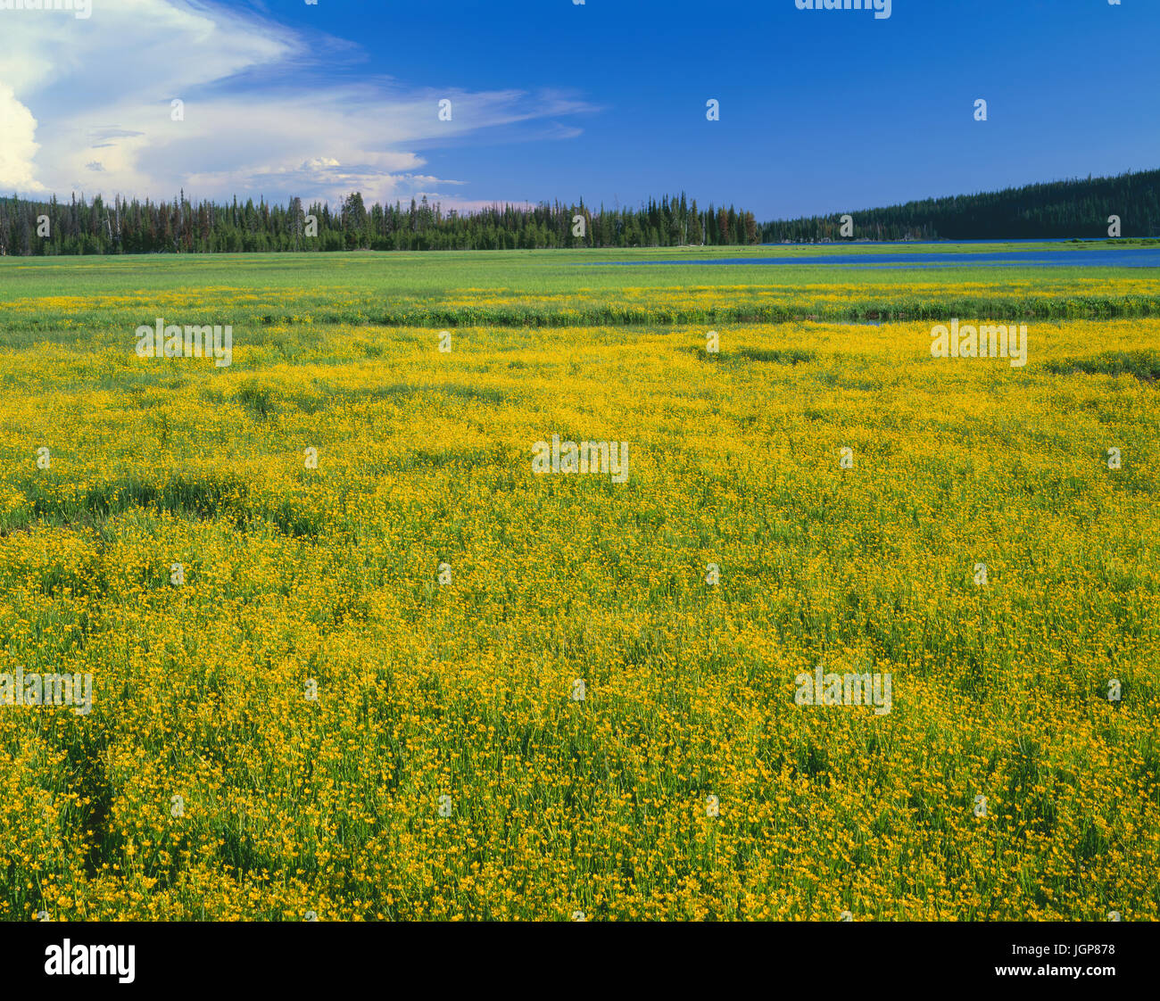 USA, Oregon, Deschutes National Forest, Extensive bloom of subalpine ...