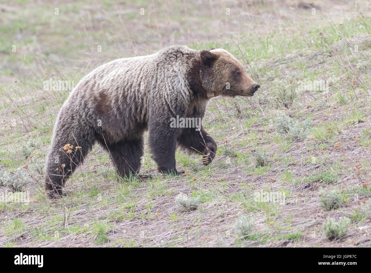 Collared Bear High Resolution Stock Photography and Images - Alamy