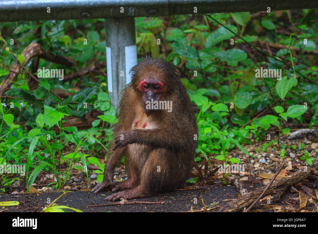 Stump-tailed macaque (Macaca arctoides ) in forest, Thailand Stock ...
