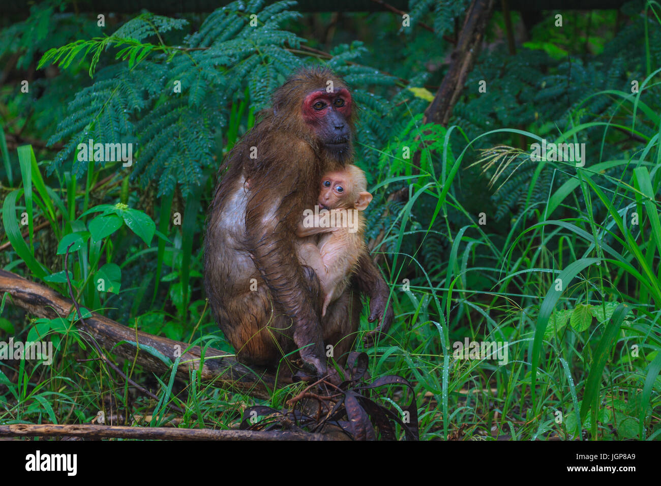 Stump tailed macaque hi-res stock photography and images - Alamy
