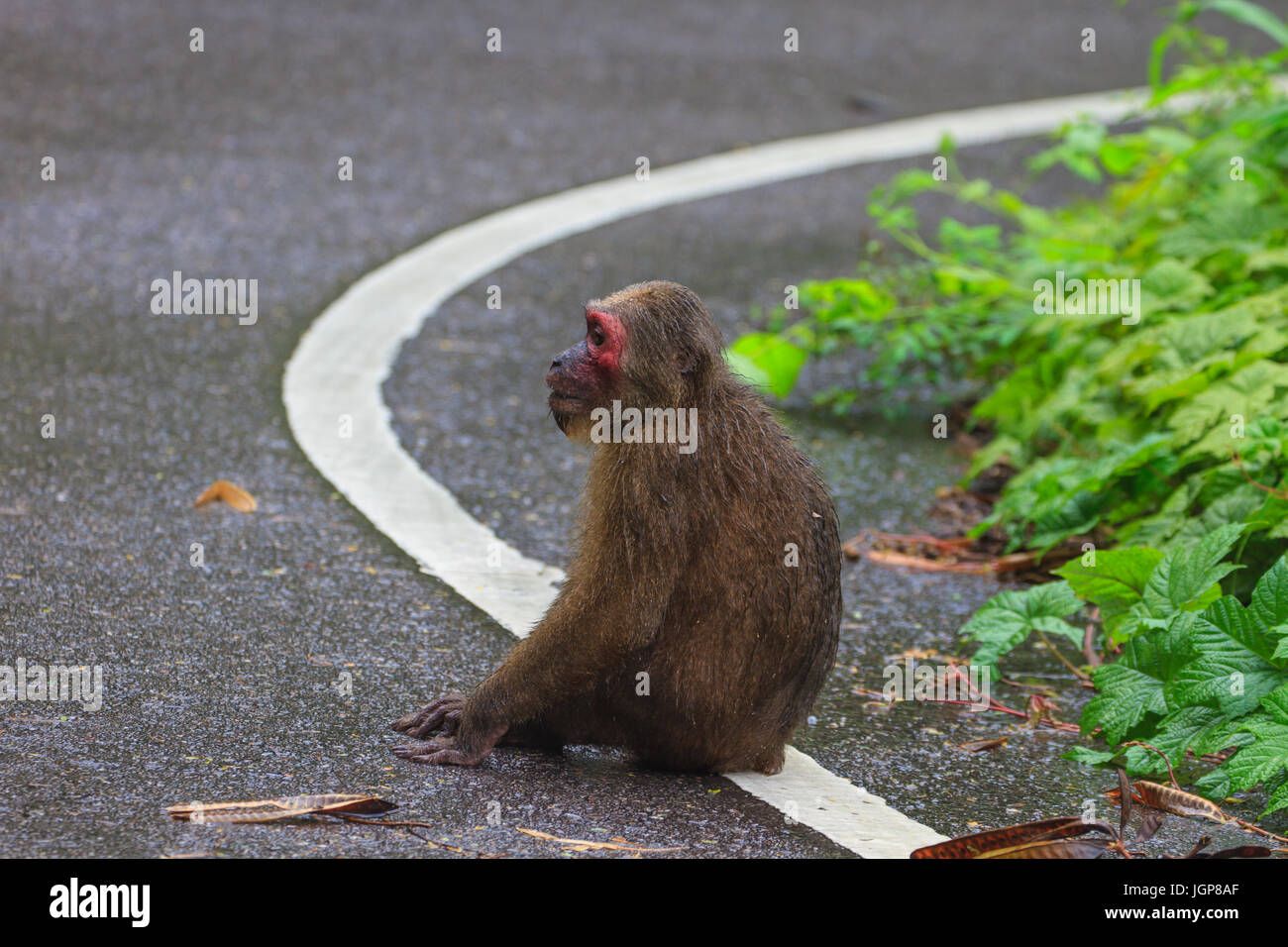 Stump-tailed macaque (Macaca arctoides ) in forest, Thailand Stock ...