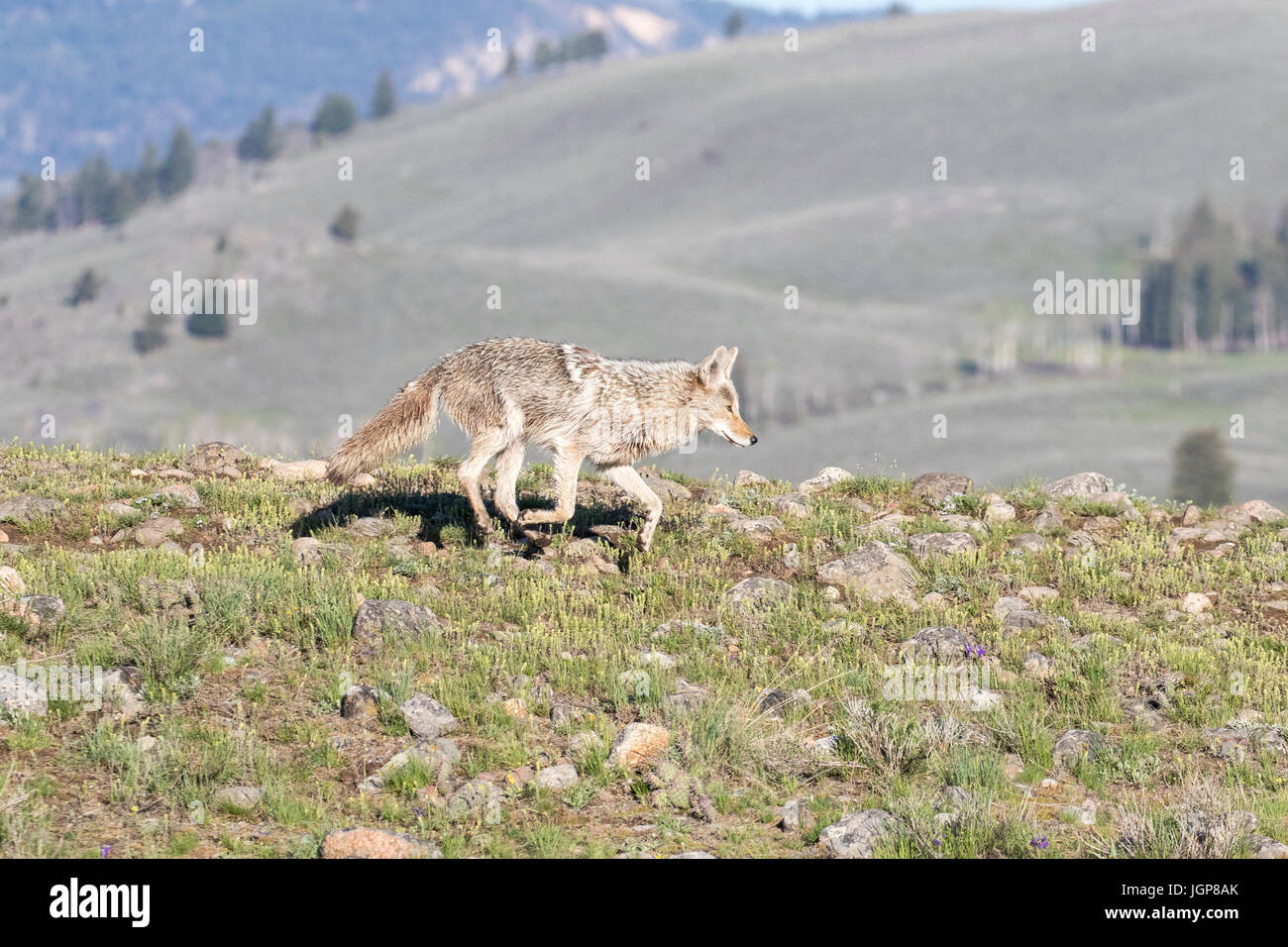 Running coyote on grass with mountain in background in park Stock Photo ...