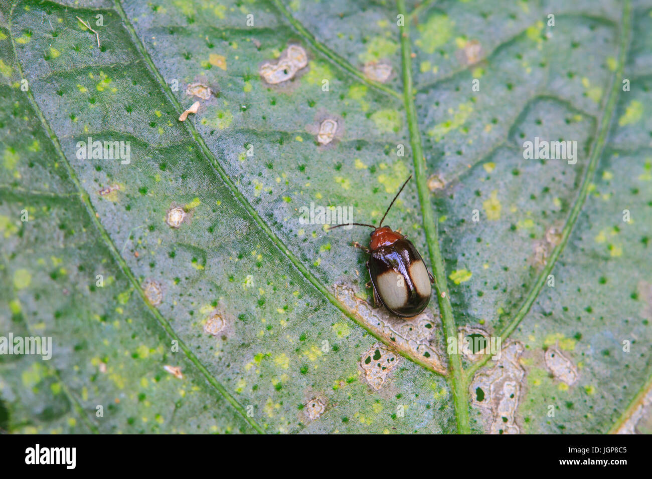 Ladybug on a green leaf. Red bug on the grass Stock Photo - Alamy