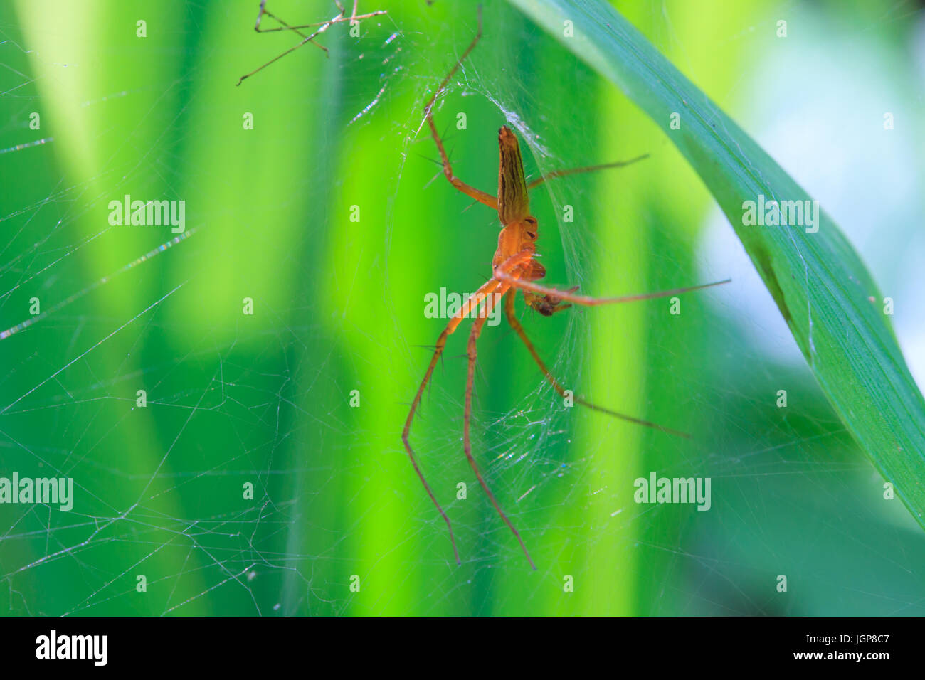Close up spider in forest, abstract in nature background Stock Photo ...