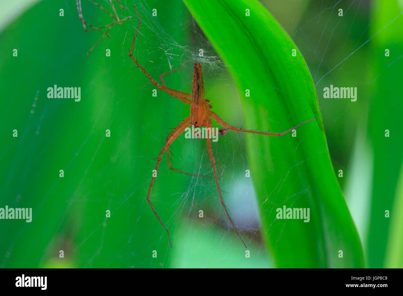 Close up spider in forest, abstract in nature background Stock Photo ...