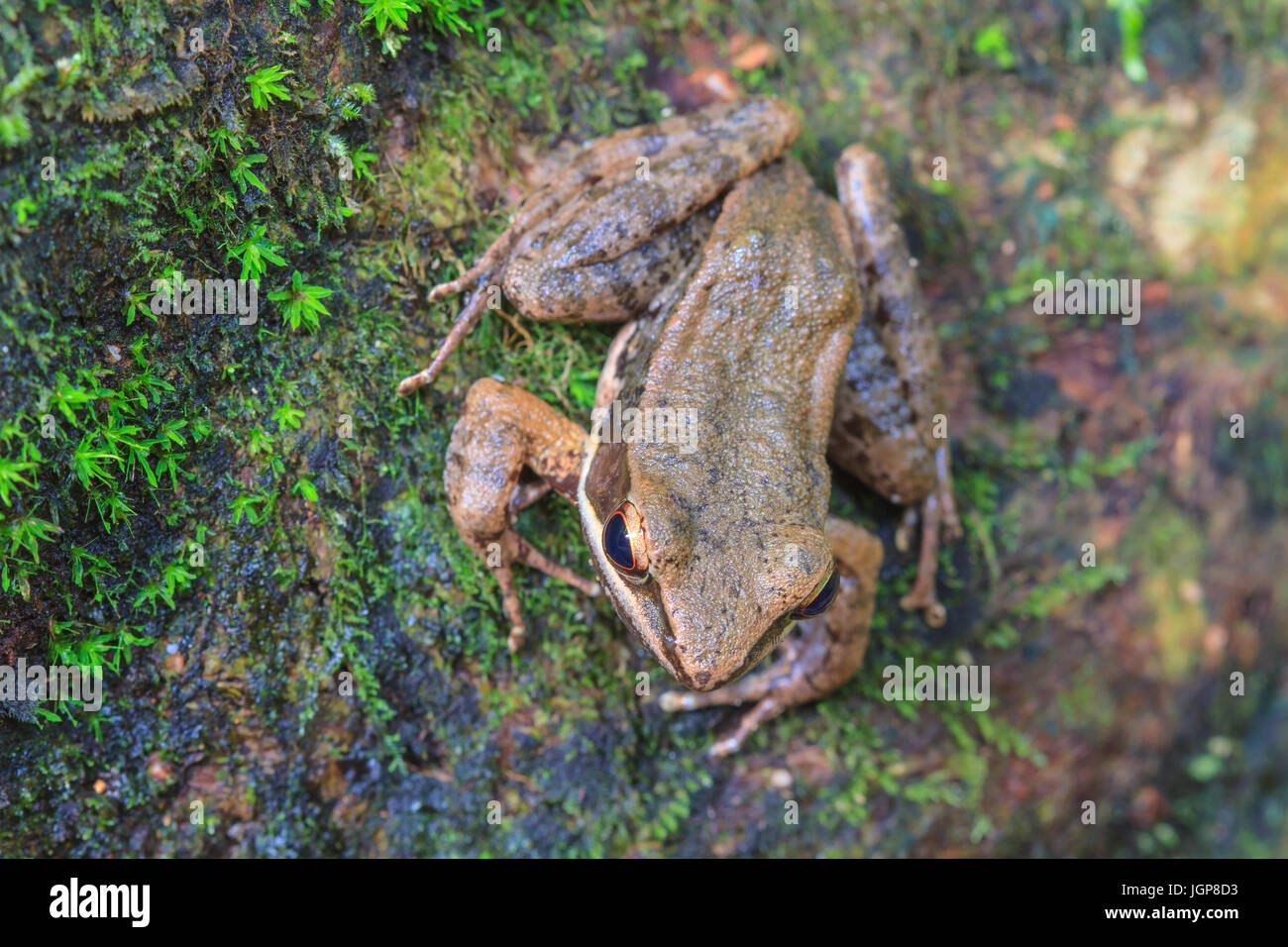 beautiful Dark-sided Frog in tropical forest (Hylarana nigrovittata ...